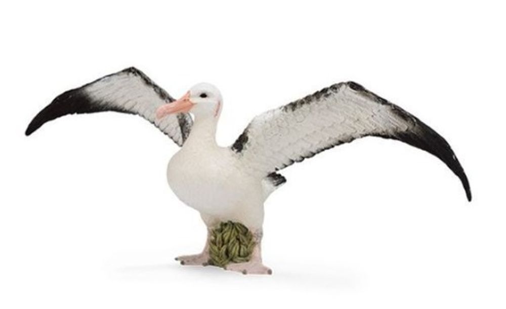CollectA Wandering Albatross Figurine | Buy online at The Nile