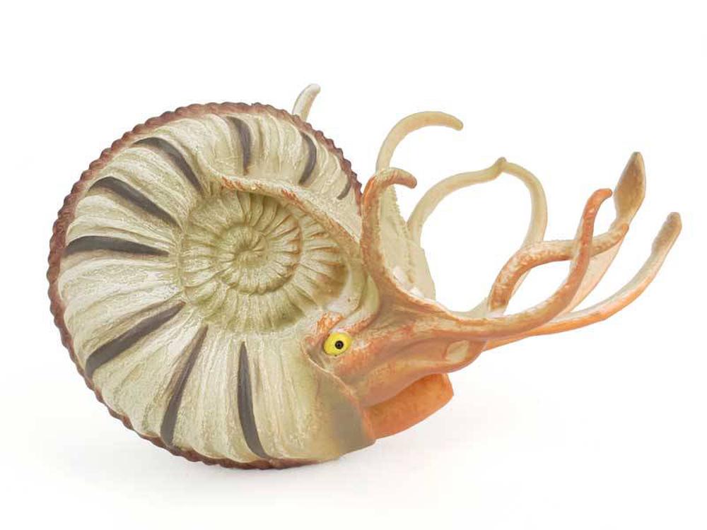 CollectA Pleuroceras Ammonite Toy Figure | Buy online at The Nile