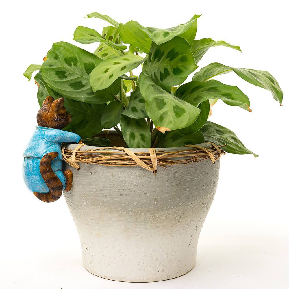 Jardinopia Garden Decor Beatrix Potter Tom Kitten Pot Buddy | Buy ...