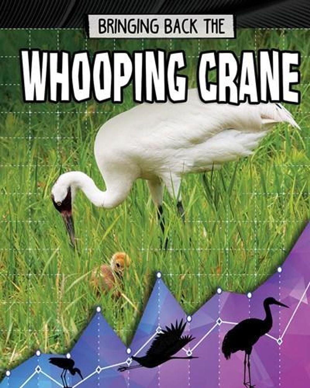 Bringing Back the Whooping Crane by Rachel Stuckey, Paperback ...
