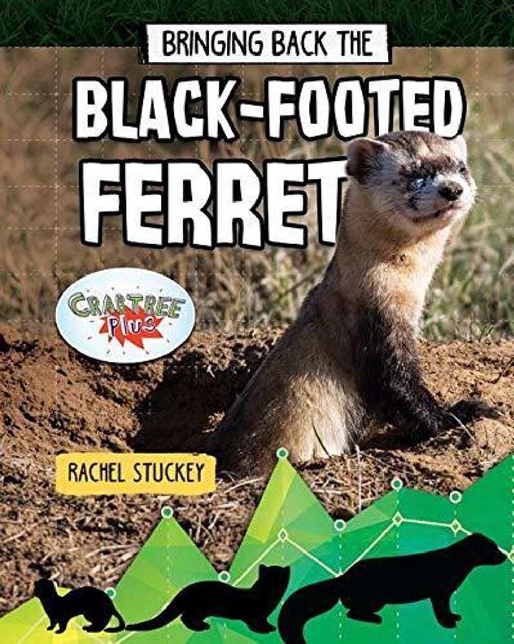 Bringing Back the Black-Footed Ferret by Rachel Stuckey, Paperback ...