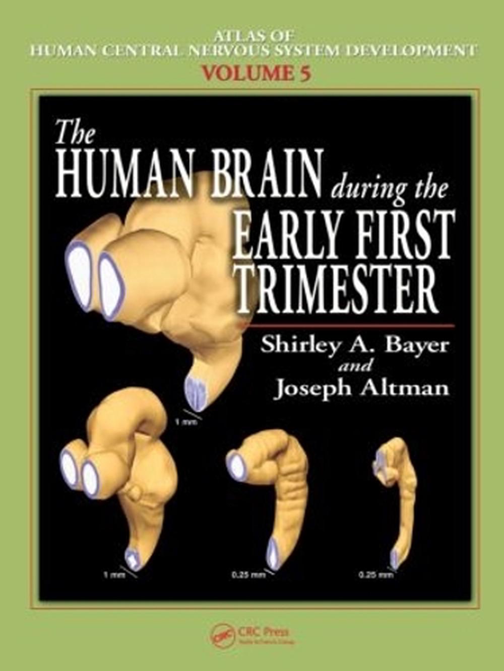 The Human Brain During the Early First Trimester by Shirley A. Bayer ...