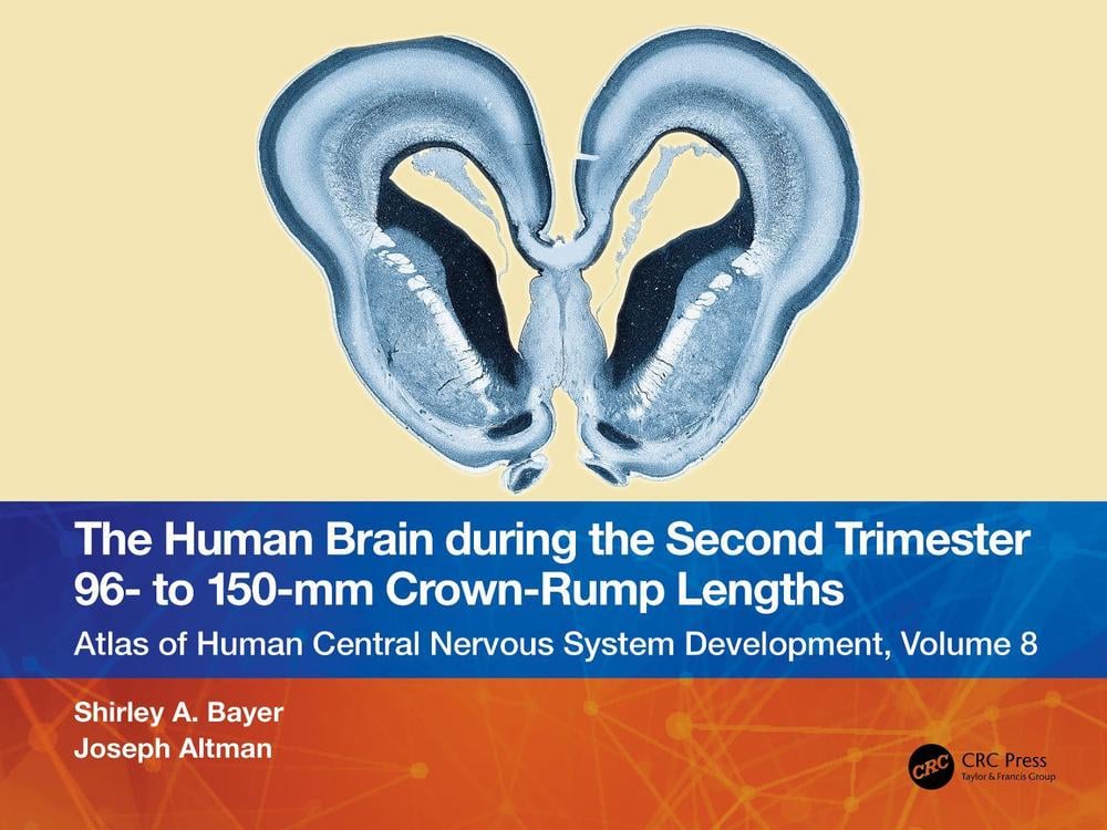 The Human Brain during the Second Trimester 96- to 150-mm Crown-Rump ...