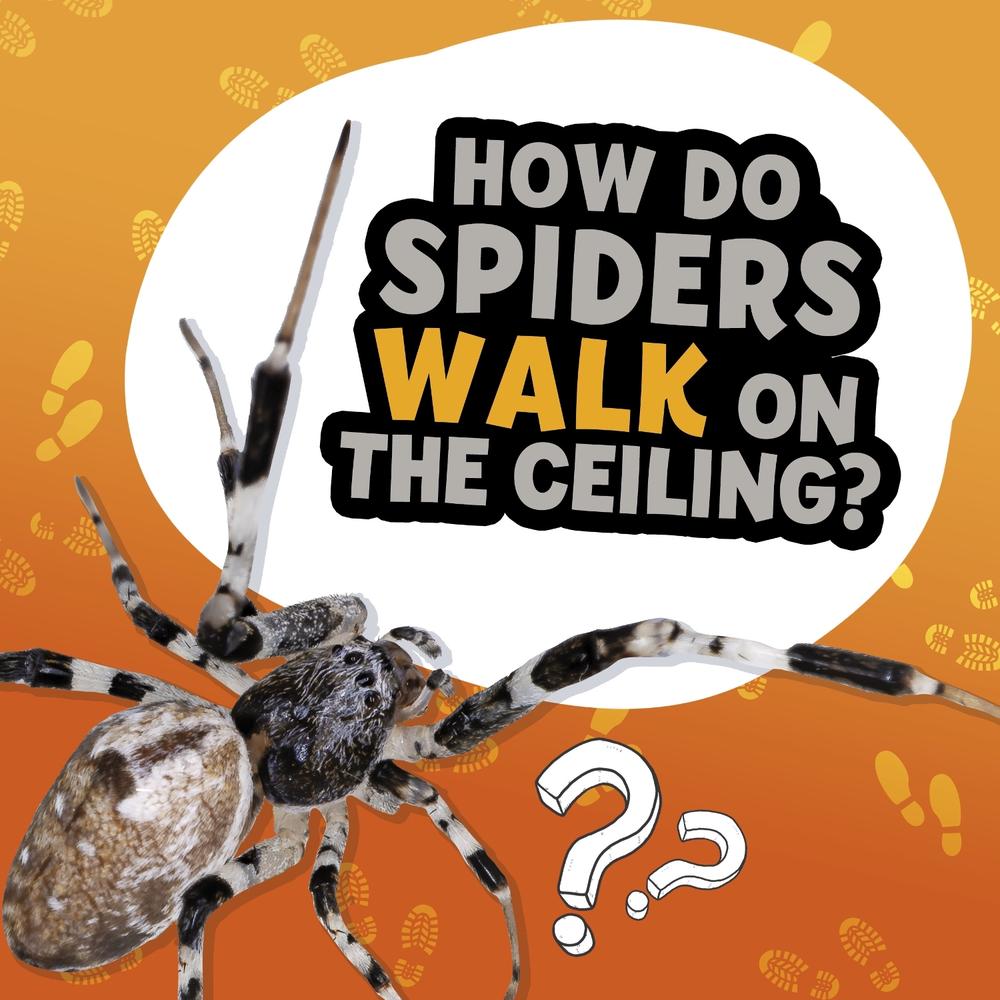 How Do Spiders Walk on the Ceiling? by Nancy Dickmann, Paperback ...