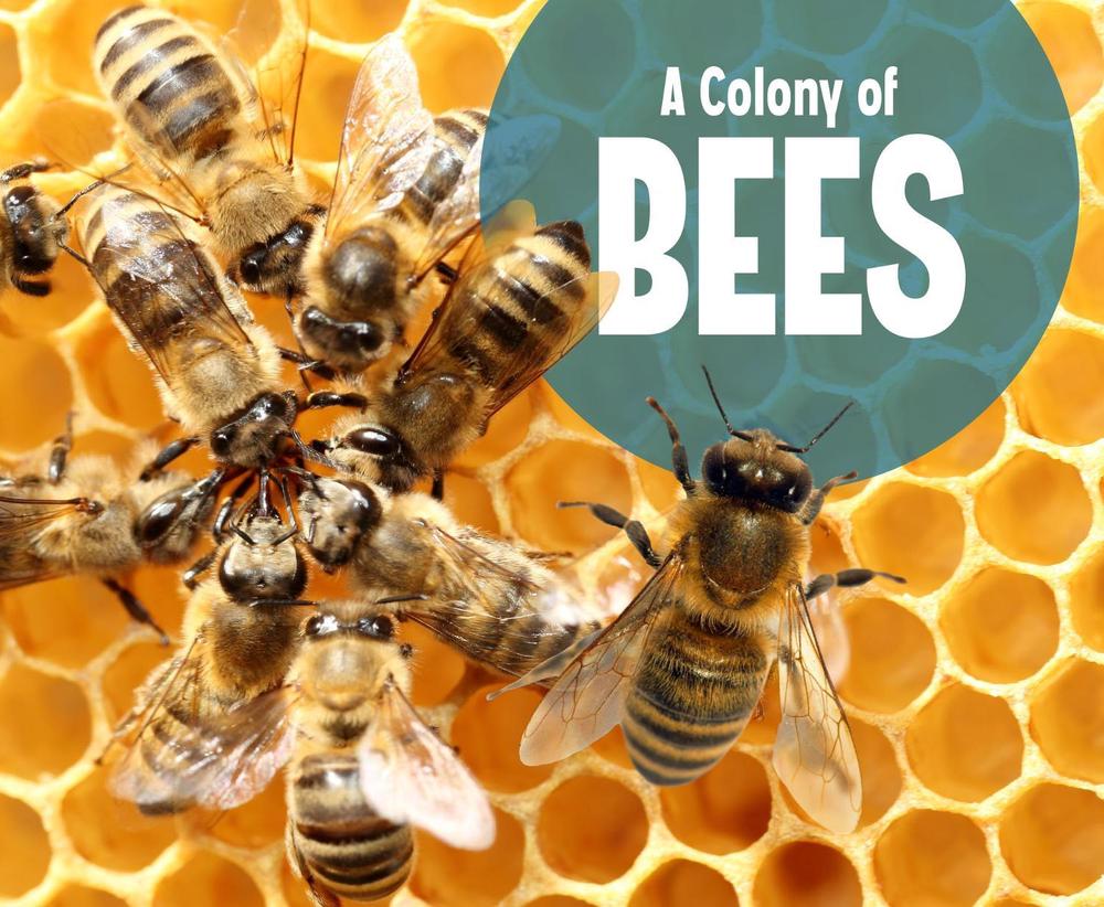 Colony of Bees by Lucia Raatma, Hardcover, 9781474785259 | Buy online ...