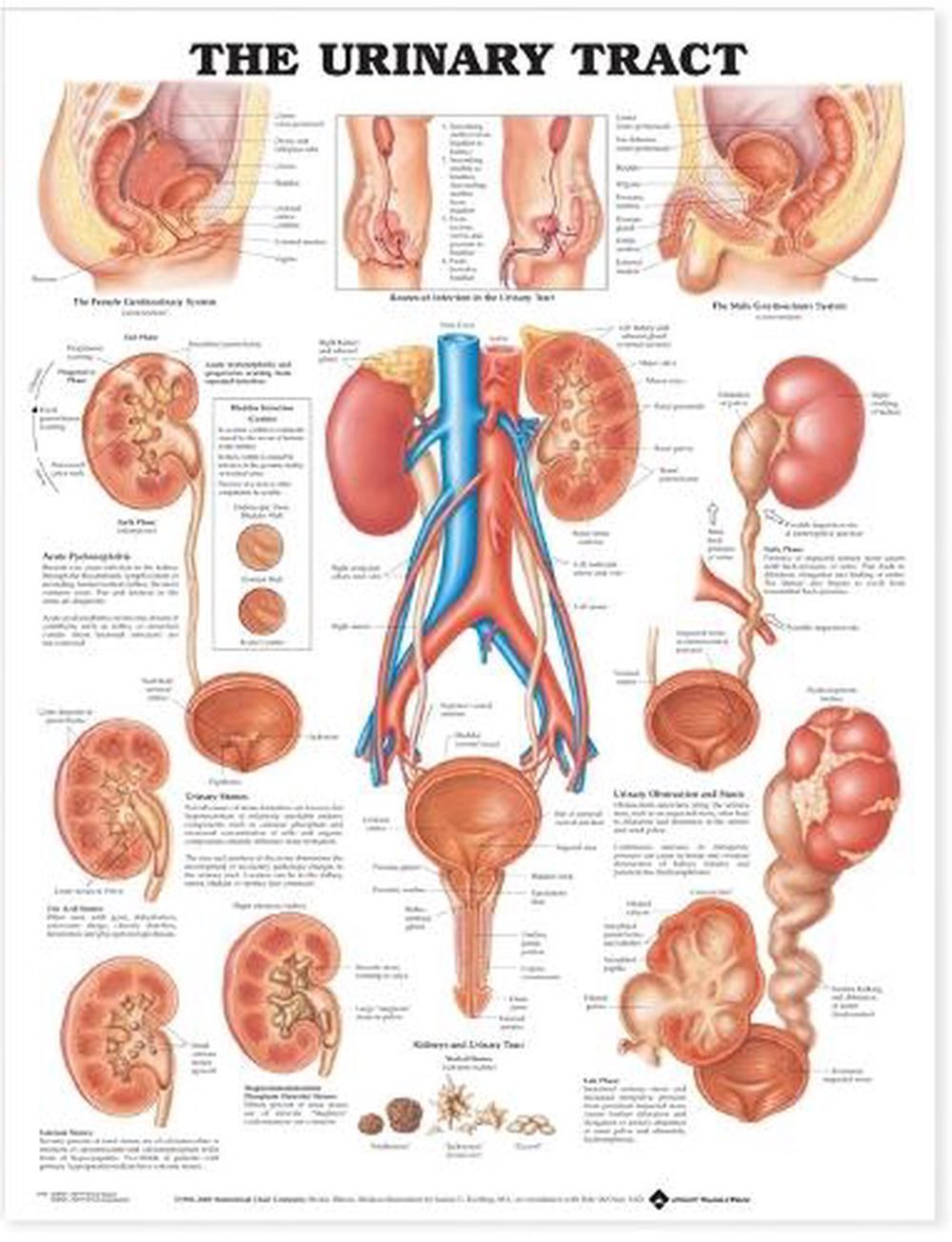 The Urinary Tract Anatomical Chart - Paper Unmounted by Chart Company ...