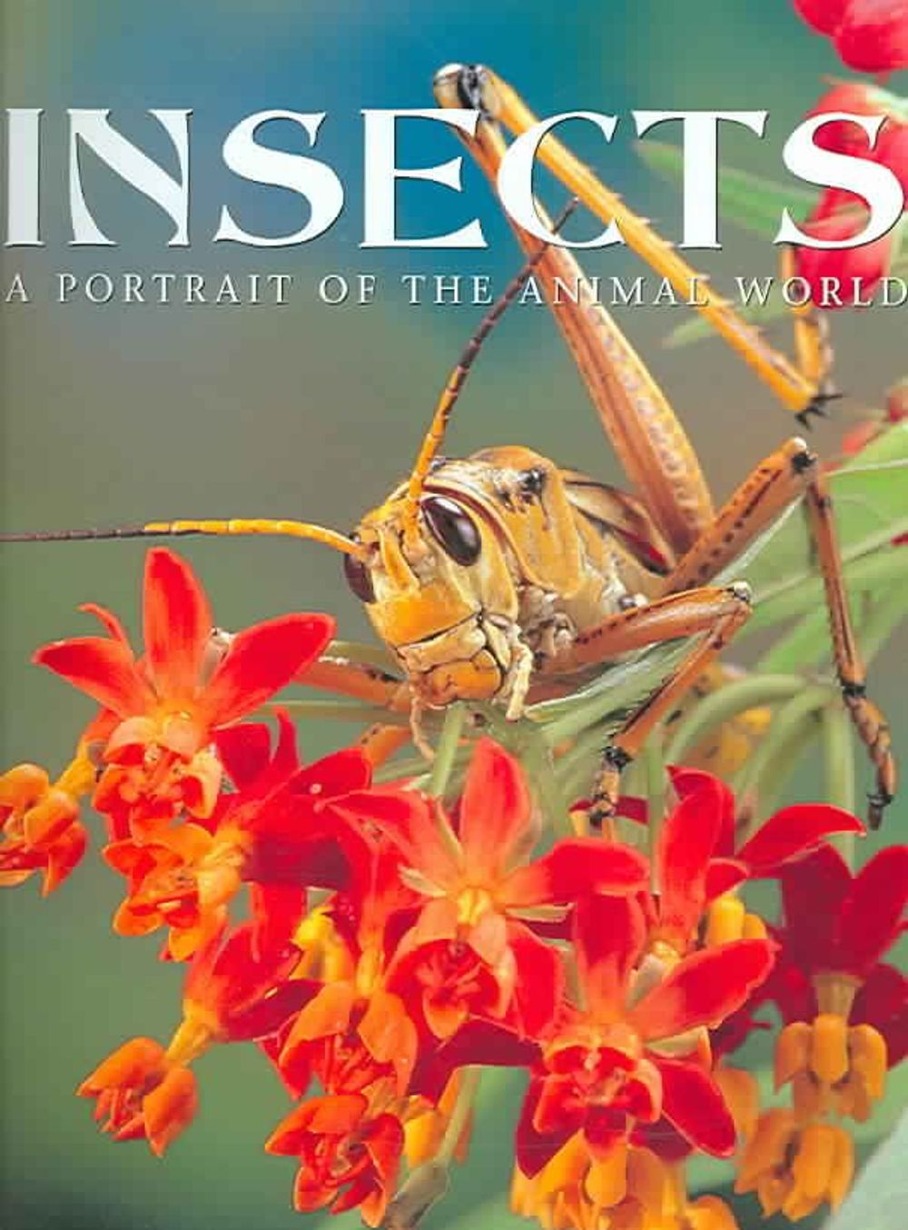 Insects: A Portrait of the Animal World by Paul Sterry, Hardcover ...