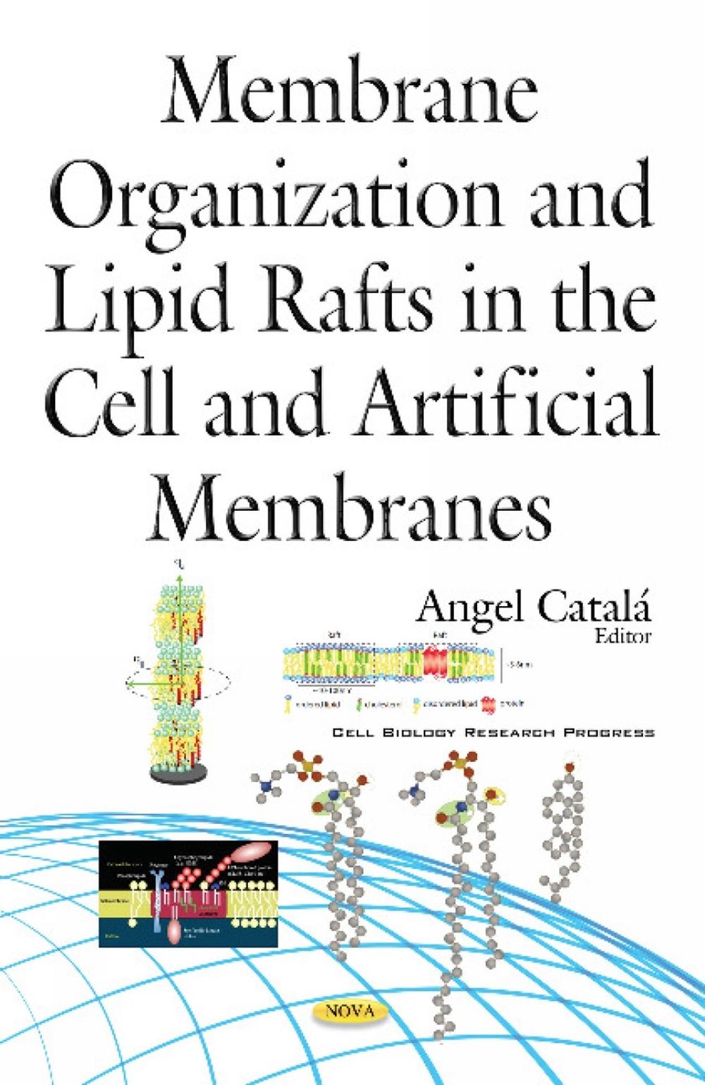 Membrane Organization & Lipid Rafts in the Cell & Artificial Membranes ...