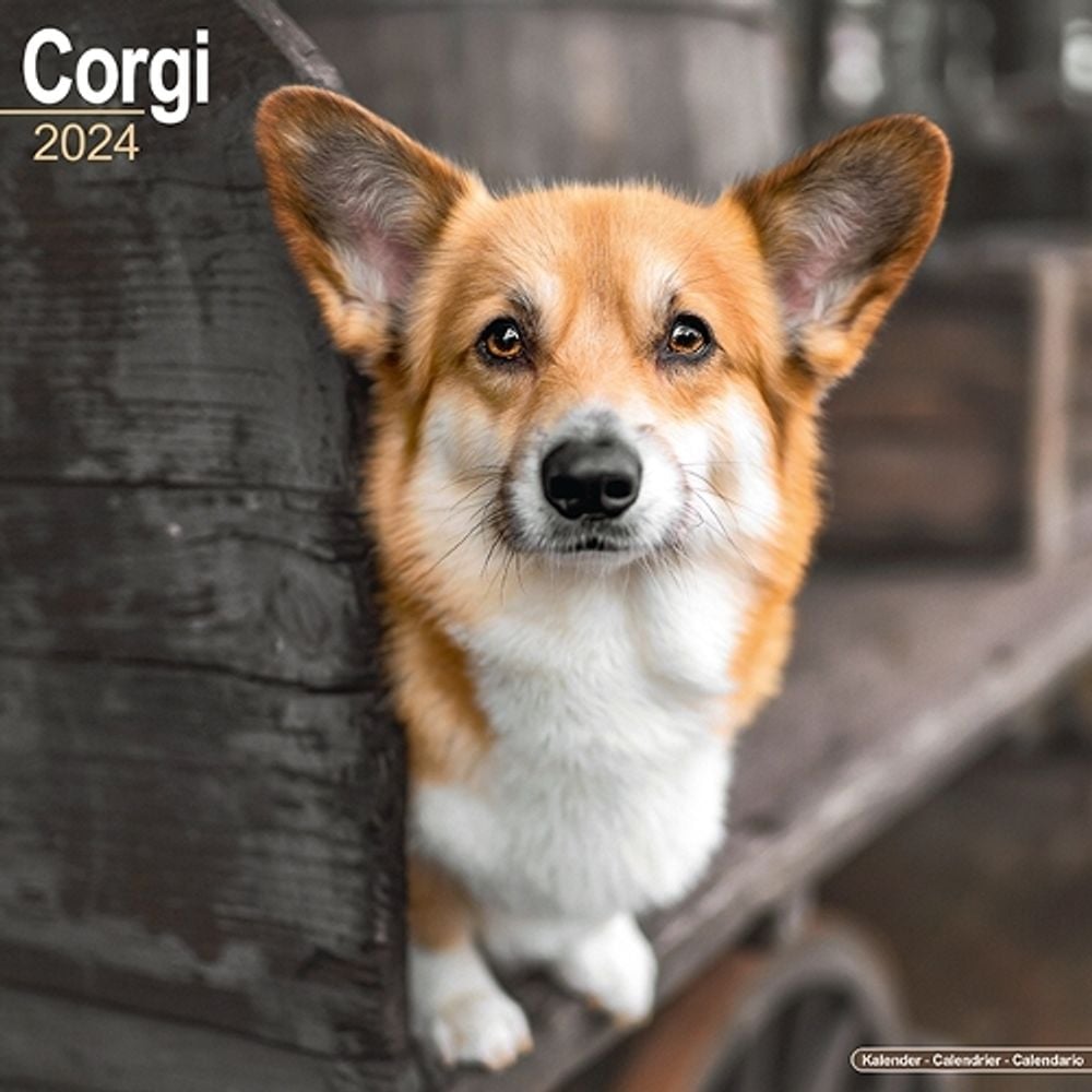 Avonside Publishing Ltd Corgi Calendar 2024 Square Dog Breed Wall ...