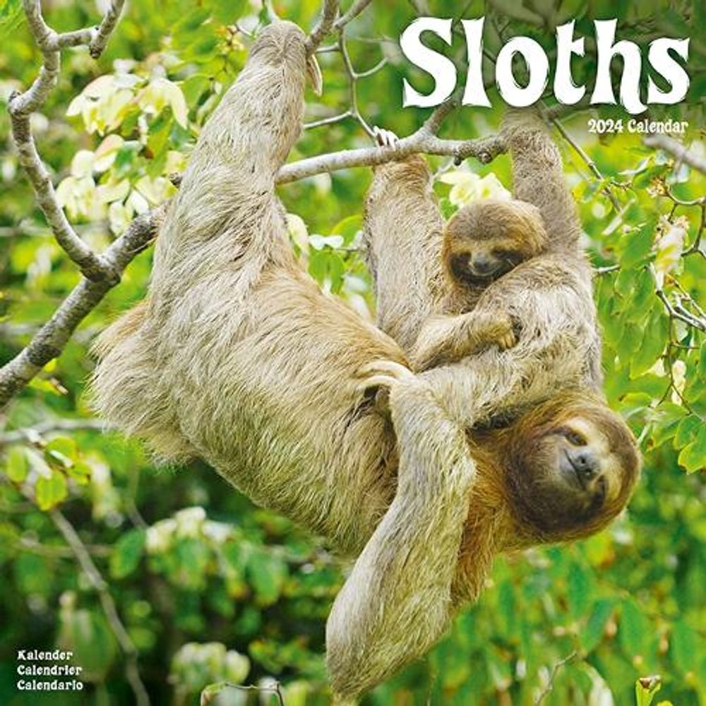 Avonside Publishing Ltd Sloths Calendar 2024 Square Animal Wall ...