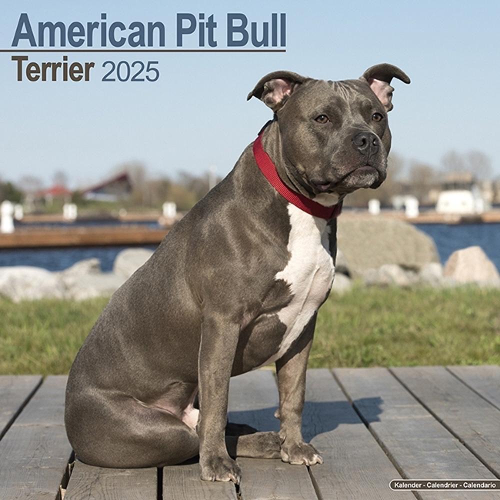 American Pit Bull Terrier Calendar 2025 Square Dog Breed Wall Calendar ...
