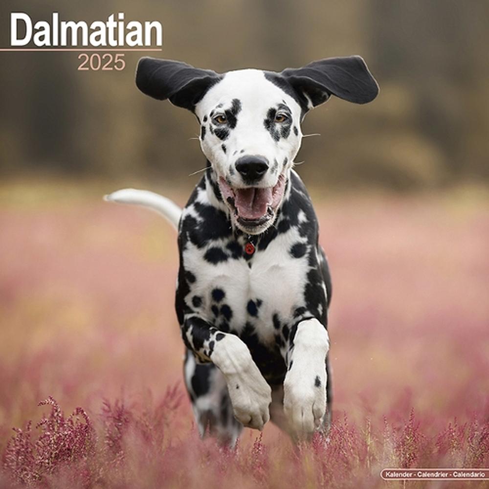 Dalmatian Calendar 2025 Square Dog Breed Wall Calendar - 16 Month ...
