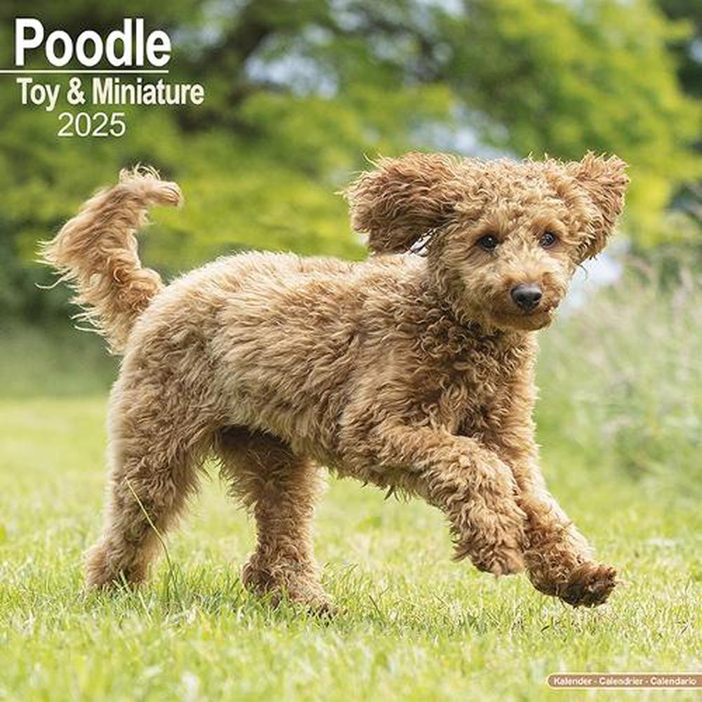 Poodle (Toy & Miniature) Calendar 2025 Square Dog Breed Wall Calendar ...