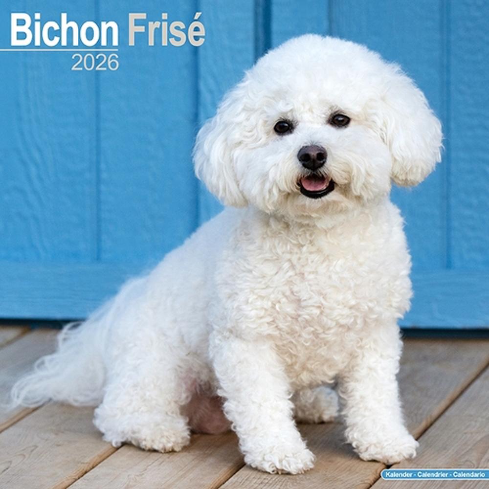 Bichon Frise Calendar 2026 Square Dog Breed Wall Calendar - 16 Month ...