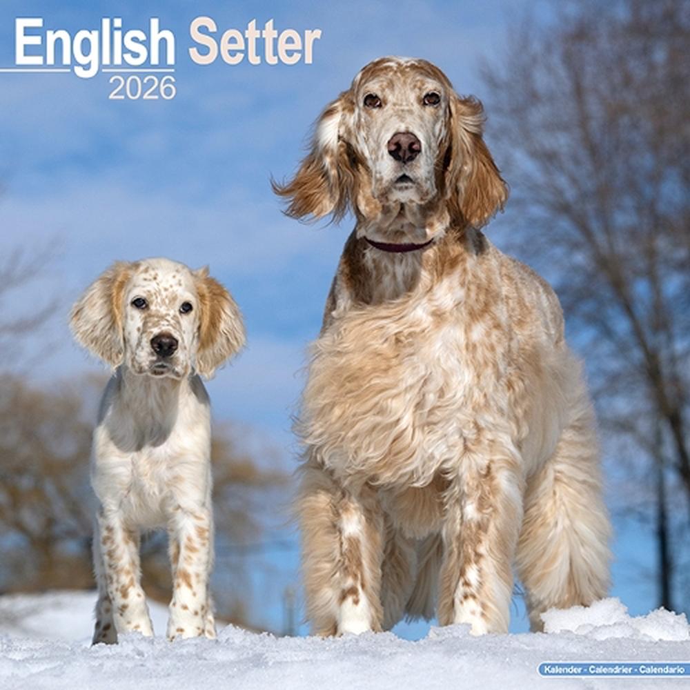English Setter Calendar 2026 Square Dog Breed Wall Calendar - 16 Month ...