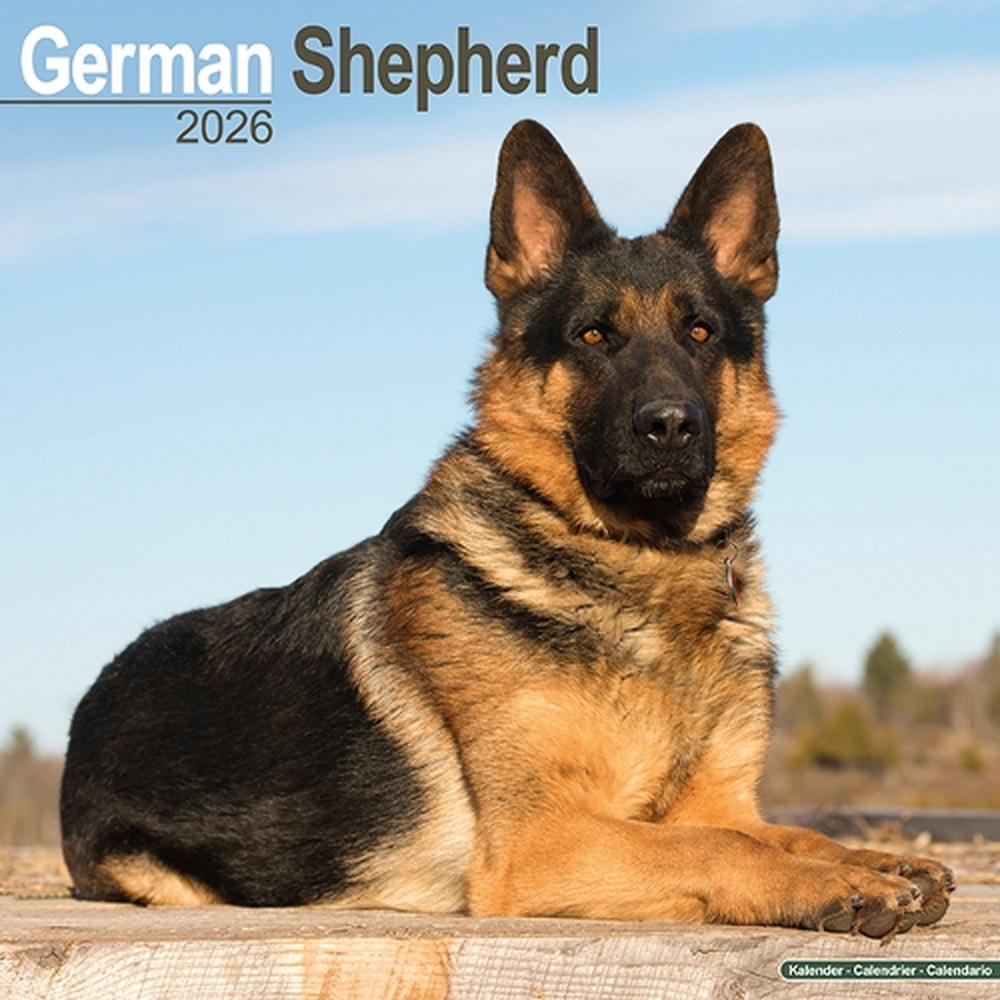 German Shepherd Calendar 2026 Square Dog Breed Wall Calendar - 16 Month ...