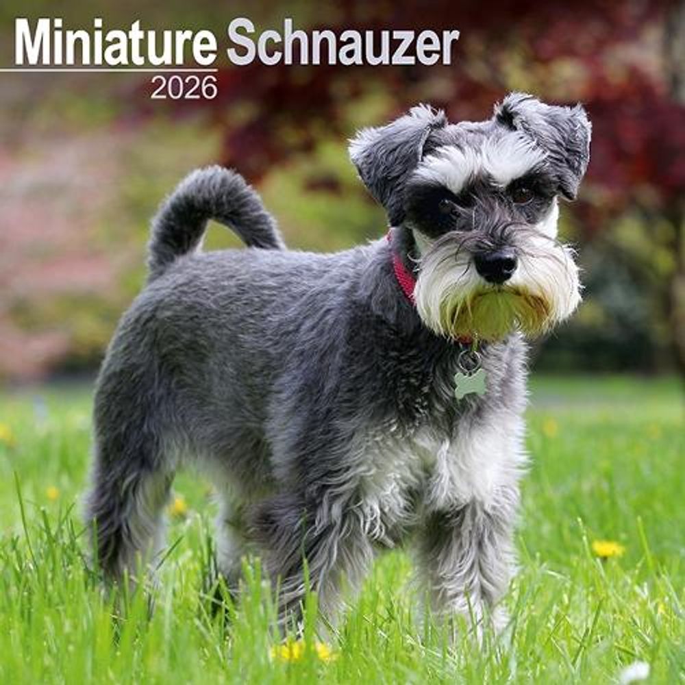 Schnauzer Miniature Calendar 2026 Square Dog Breed Wall Calendar - 16 ...