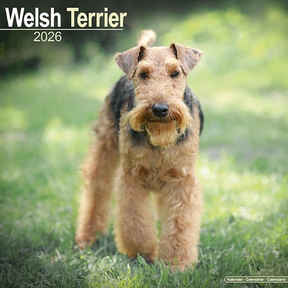 Welsh Terrier Calendar 2026 Square Dog Breed Wall Calendar - 16 Month ...