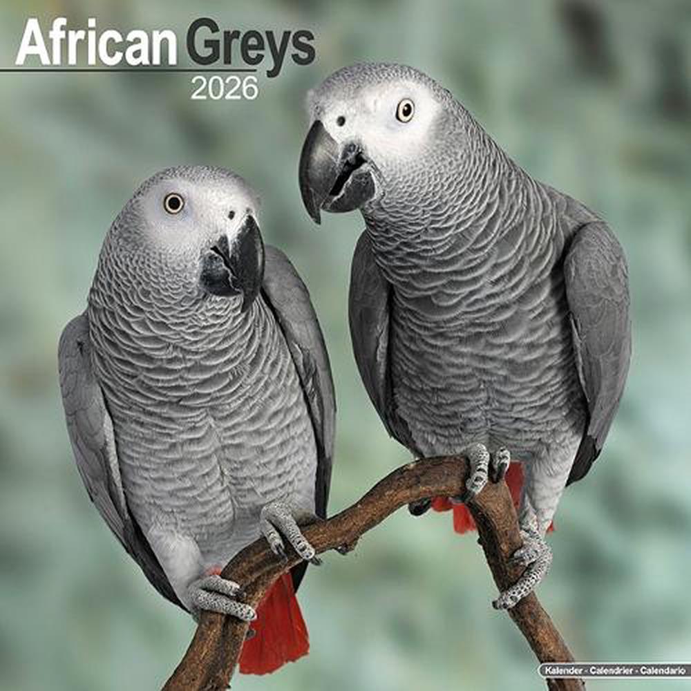 African Greys Calendar 2026 Square Bird Wall Calendar - 16 Month ...