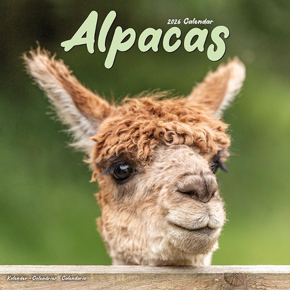 Alpacas Calendar 2026 Square Animal Wall Calendar - 16 Month ...