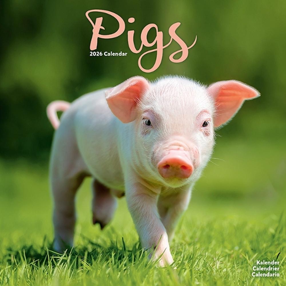 Pigs Calendar 2026 Square Farm Animal Wall Calendar - 16 Month ...