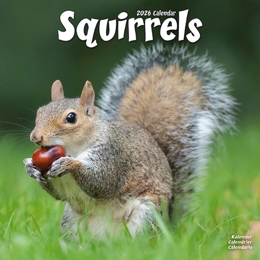 Squirrels Calendar 2026 Square Animal Wall Calendar - 16 Month ...