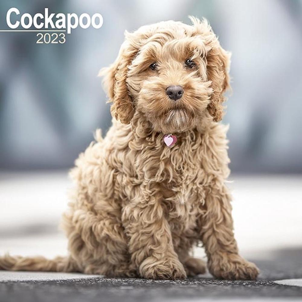 Cockapoo 2023 Wall Calendar | Buy online at The Nile