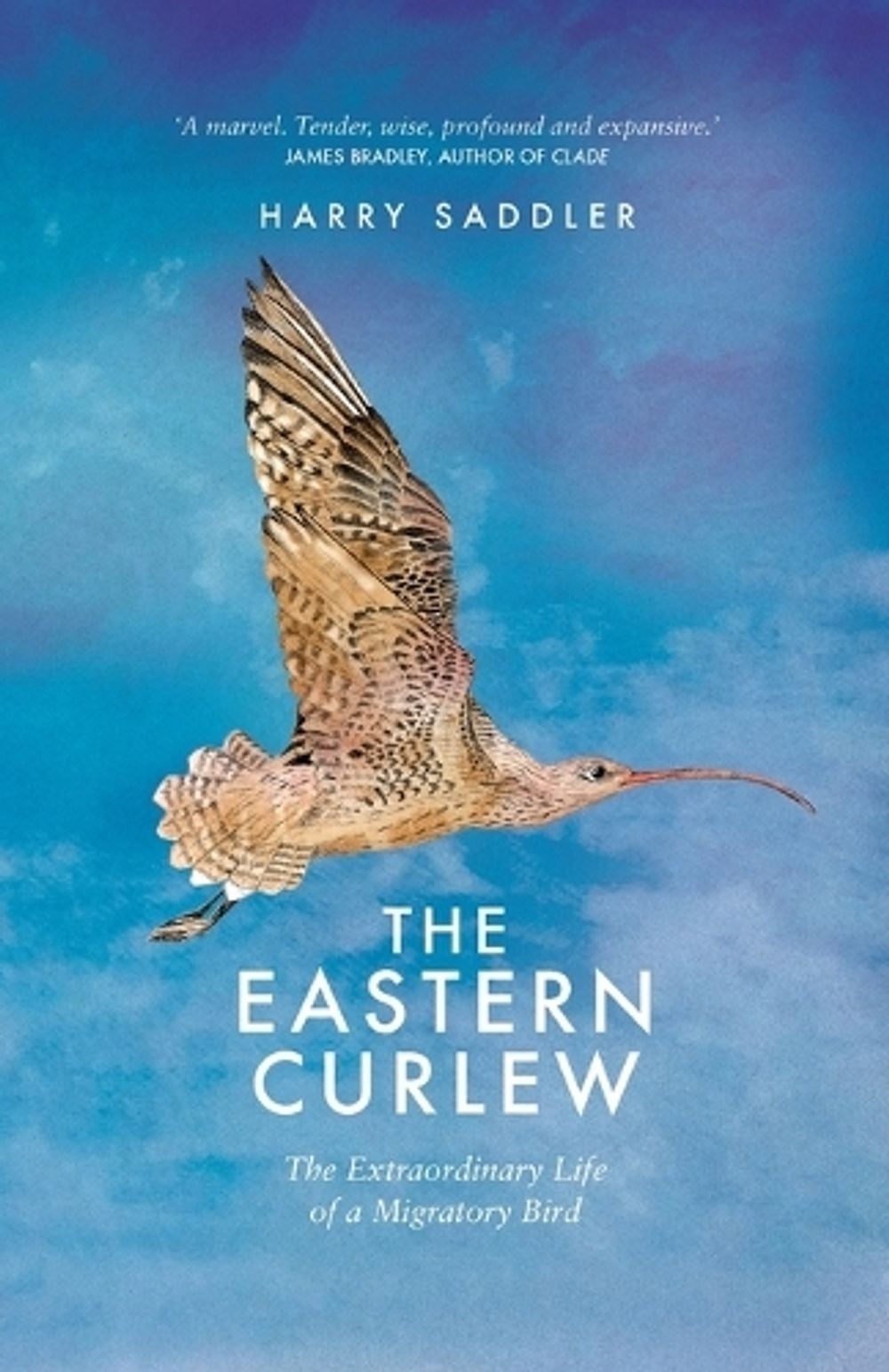 The Eastern Curlew by Harry Saddler, Paperback, 9781925870831 | Buy ...
