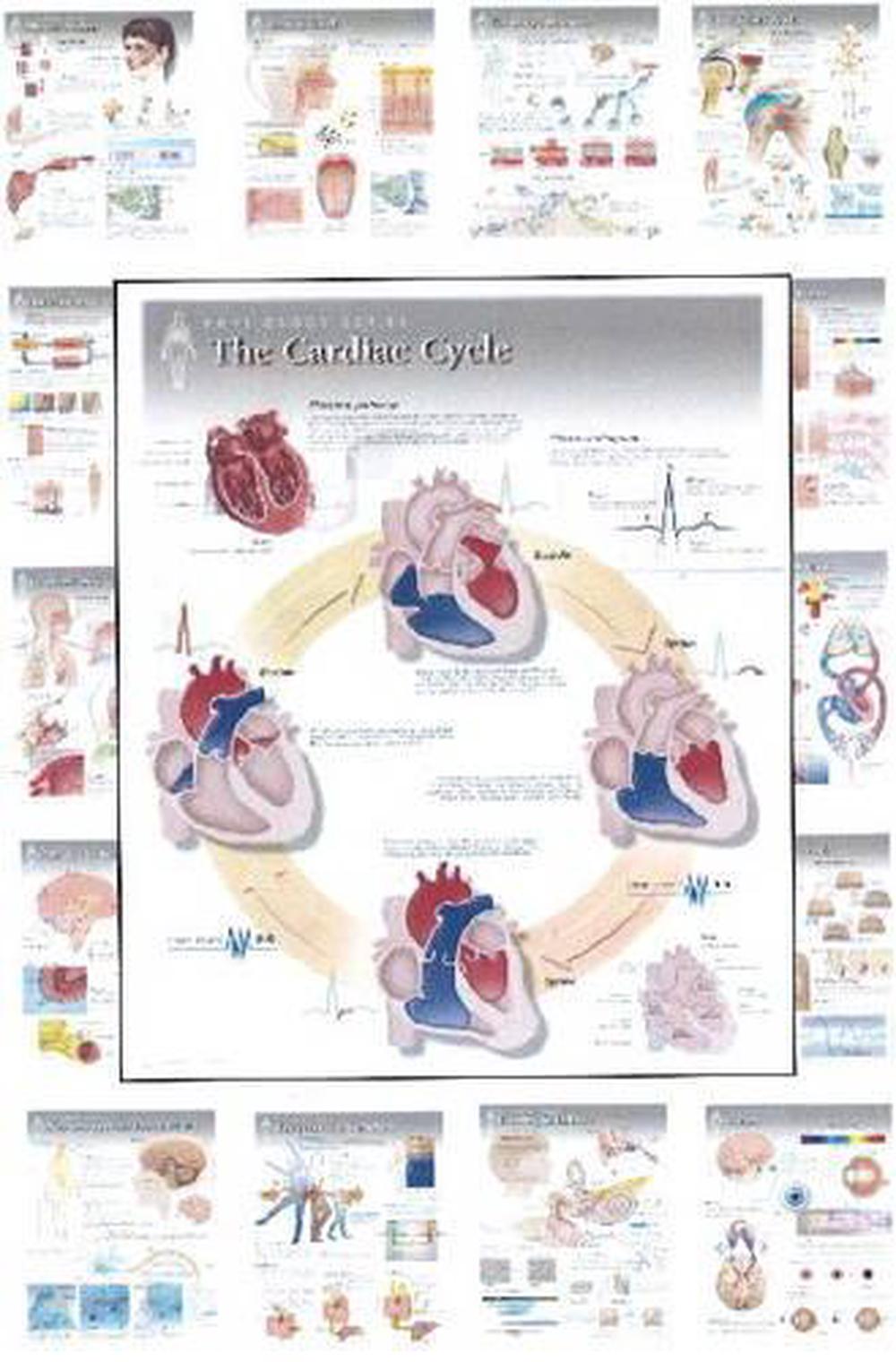 Complete Set of All 20 Physiology Charts by Scientific Publishing, Wall ...