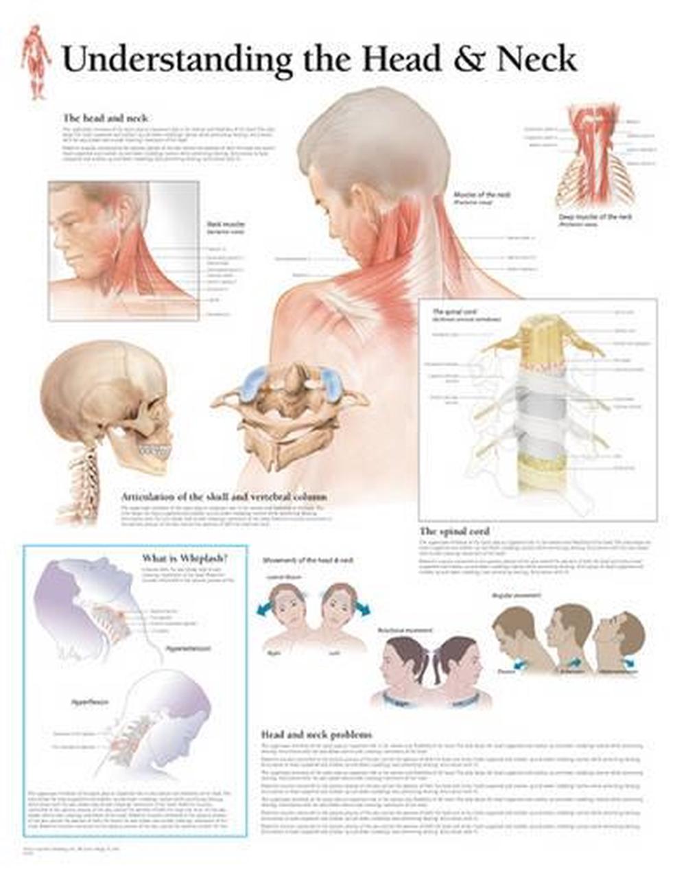 Understanding the Head & Neck by Scientific Publishing, 9781935612513 ...