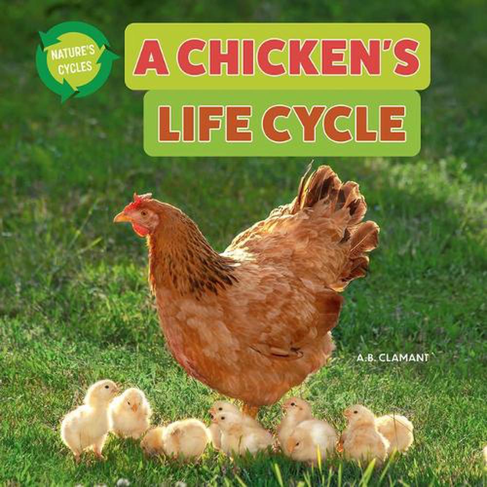 A Chicken's Life Cycle by A.B. Clamant, Paperback, 9781978575523 | Buy ...