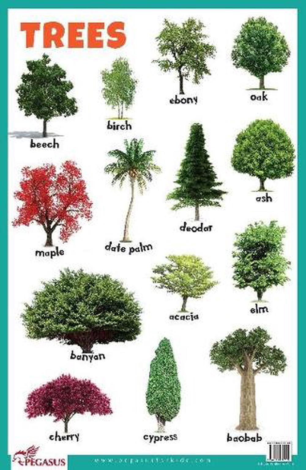 Trees Educational Chart by Pegasus, 9788131939055 | Buy online at The Nile