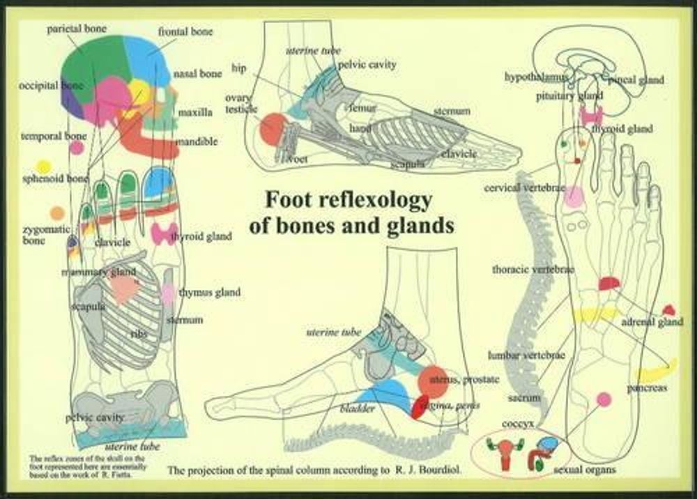 Foot Reflexology of Bones & Glands -- A4 by Jan van Baarle, Hardcover ...
