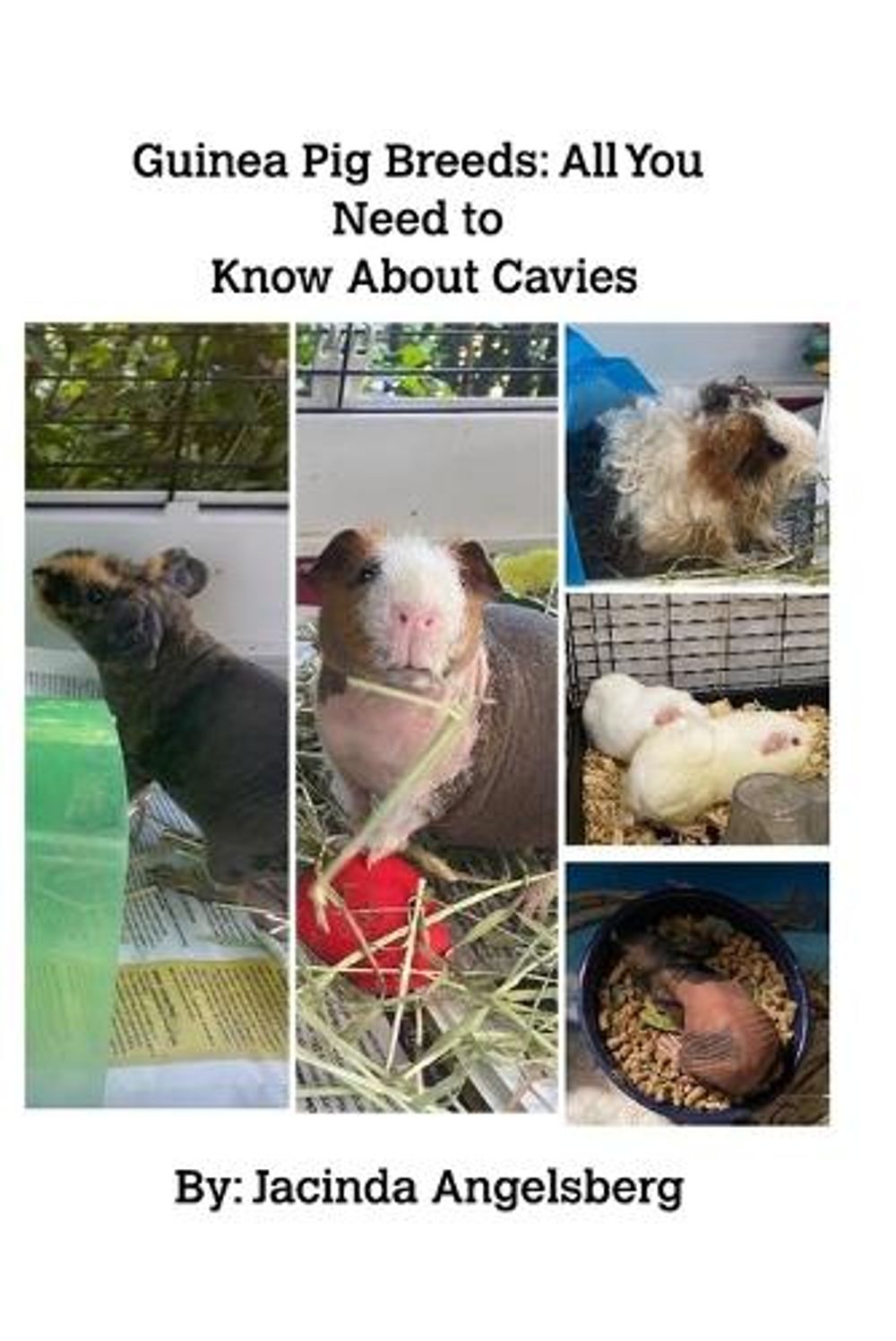Guinea Pig Breeds by Jacinda Angelsberg, Paperback, 9798211657489 | Buy online at The Nile