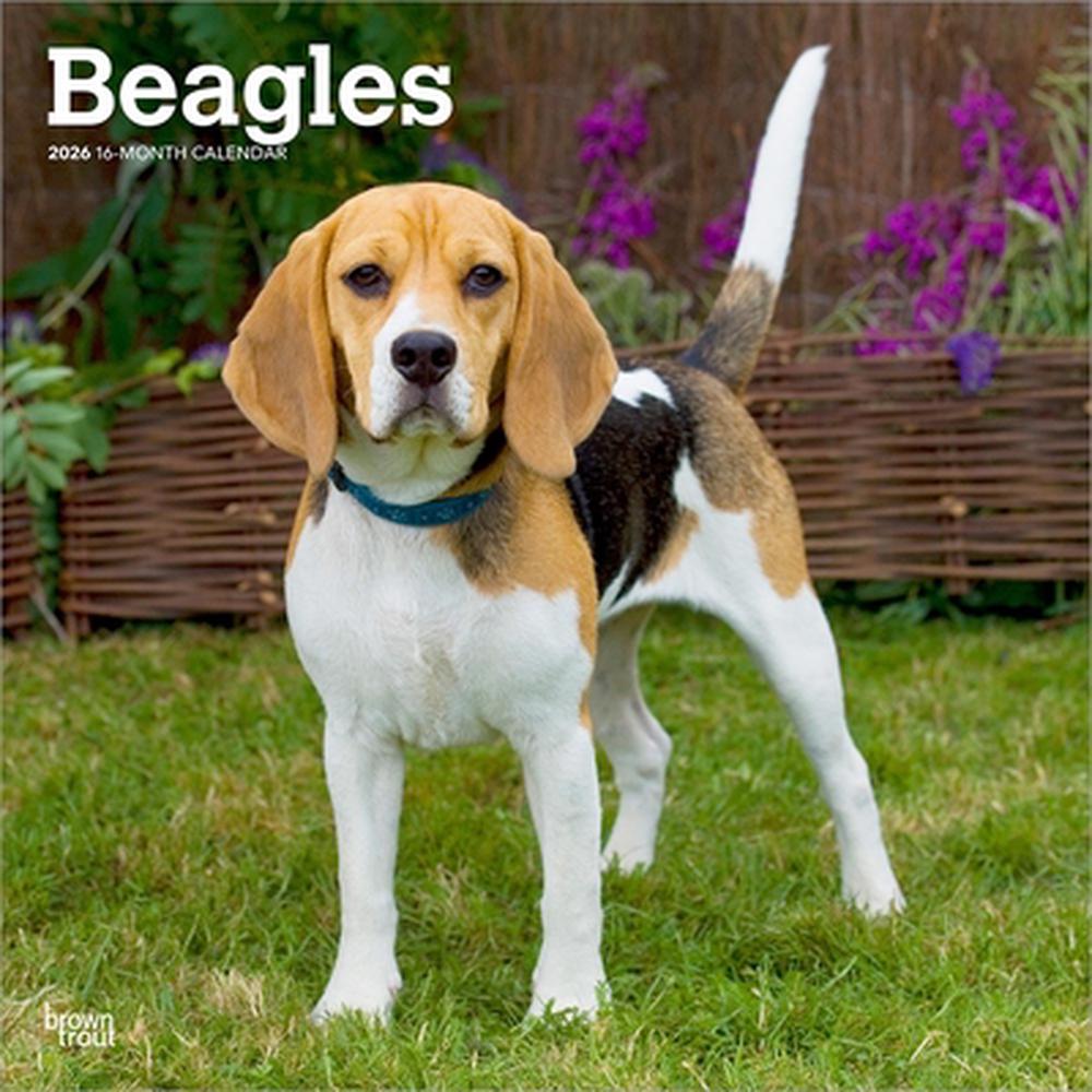 Beagles 2026 12 X 24 Inch (Hanging) Monthly Square Wall Calendar ...