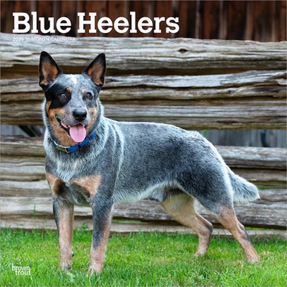 Blue Heelers 2026 12 X 24 Inch (Hanging) Monthly Square Wall Calendar ...