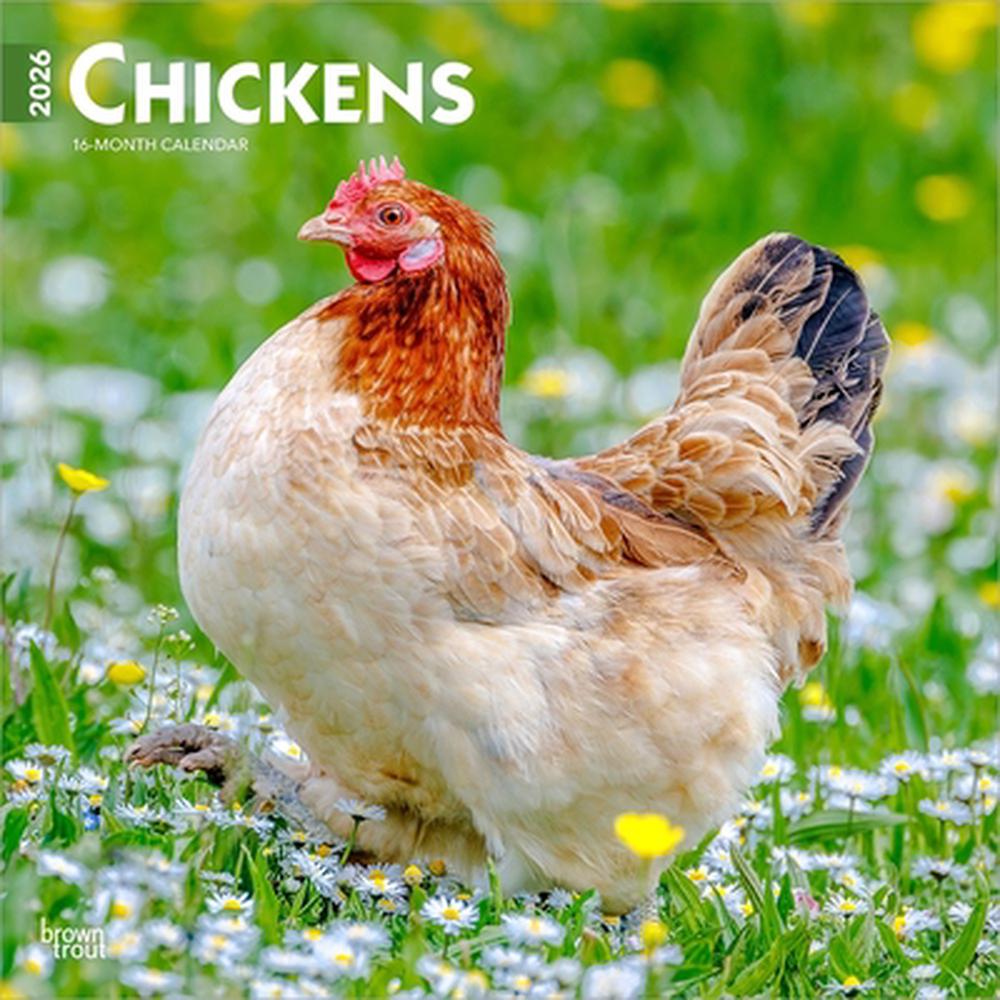 Chickens 2026 12 X 24 Inch (Hanging) Monthly Square Wall Calendar ...