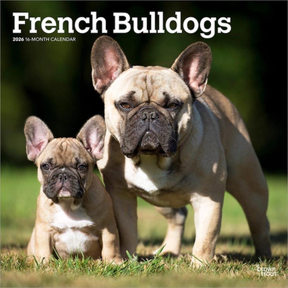 French Bulldogs 2026 12 X 24 Inch (Hanging) Monthly Square Wall ...