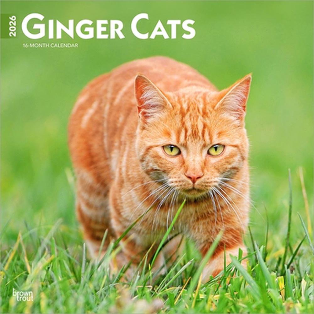 Ginger Cats 2026 12 X 24 Inch (Hanging) Monthly Square Wall Calendar ...