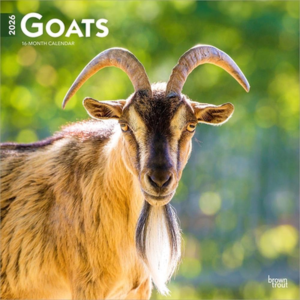 Goats 2026 12 X 24 Inch (Hanging) Monthly Square Wall Calendar Plastic ...