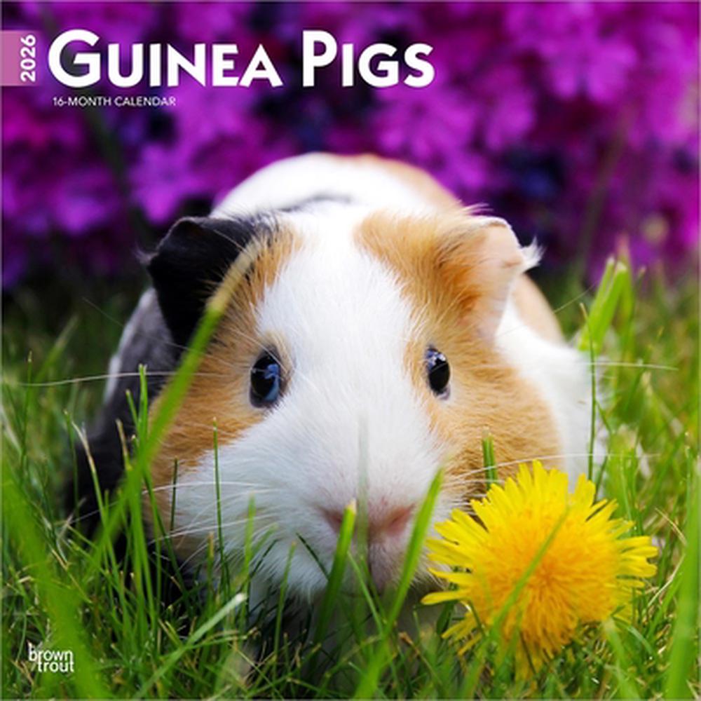 Guinea Pigs 2026 12 X 24 Inch (Hanging) Monthly Square Wall Calendar ...