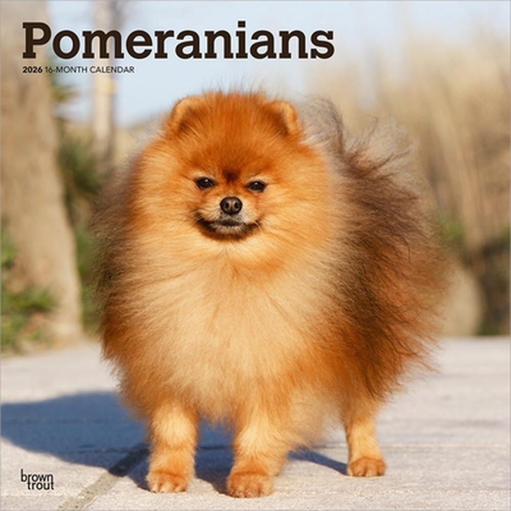 Pomeranians 2026 12 X 24 Inch (Hanging) Monthly Square Wall Calendar ...