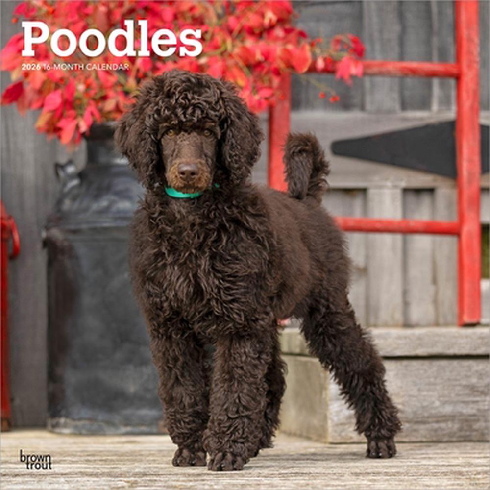 Poodles 2026 12 X 24 Inch (Hanging) Monthly Square Wall Calendar ...
