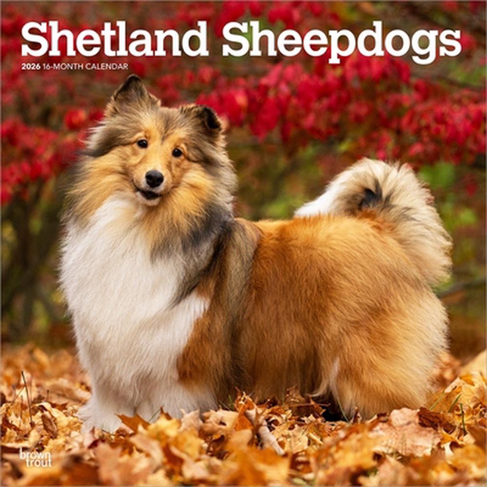 Shetland Sheepdogs 2026 12 X 24 Inch (Hanging) Monthly Square Wall ...
