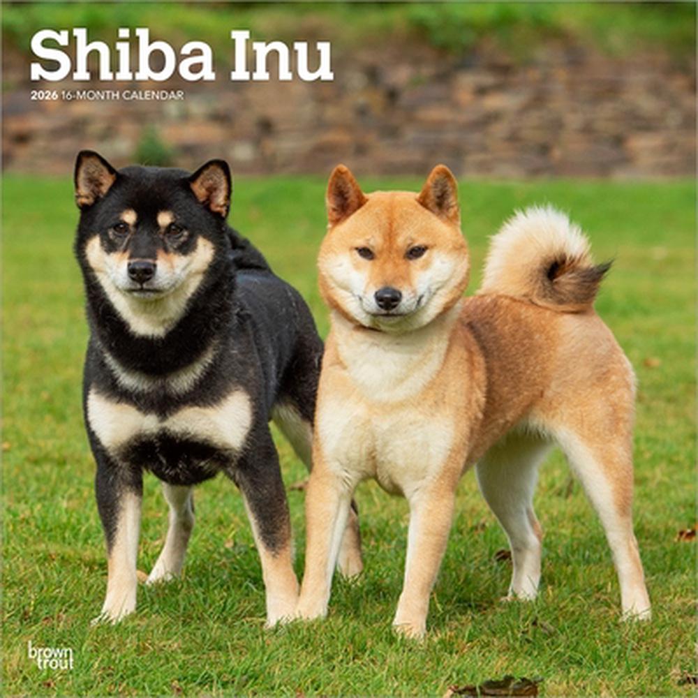 Shiba Inu 2026 12 X 24 Inch (Hanging) Monthly Square Wall Calendar ...