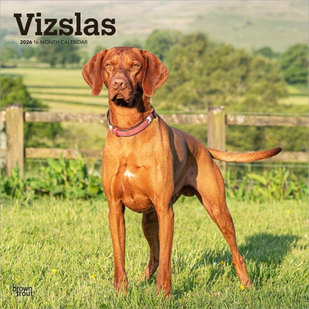 Vizslas 2026 12 X 24 Inch (Hanging) Monthly Square Wall Calendar ...