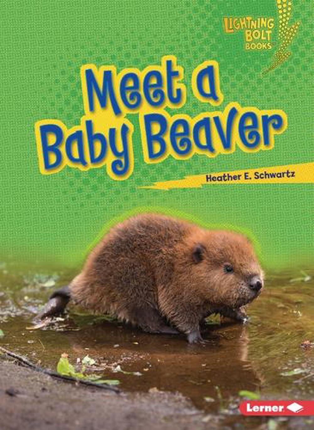 Meet a Baby Beaver by Heather E. Schwartz, Paperback, 9798765603215 | Buy online at The Nile